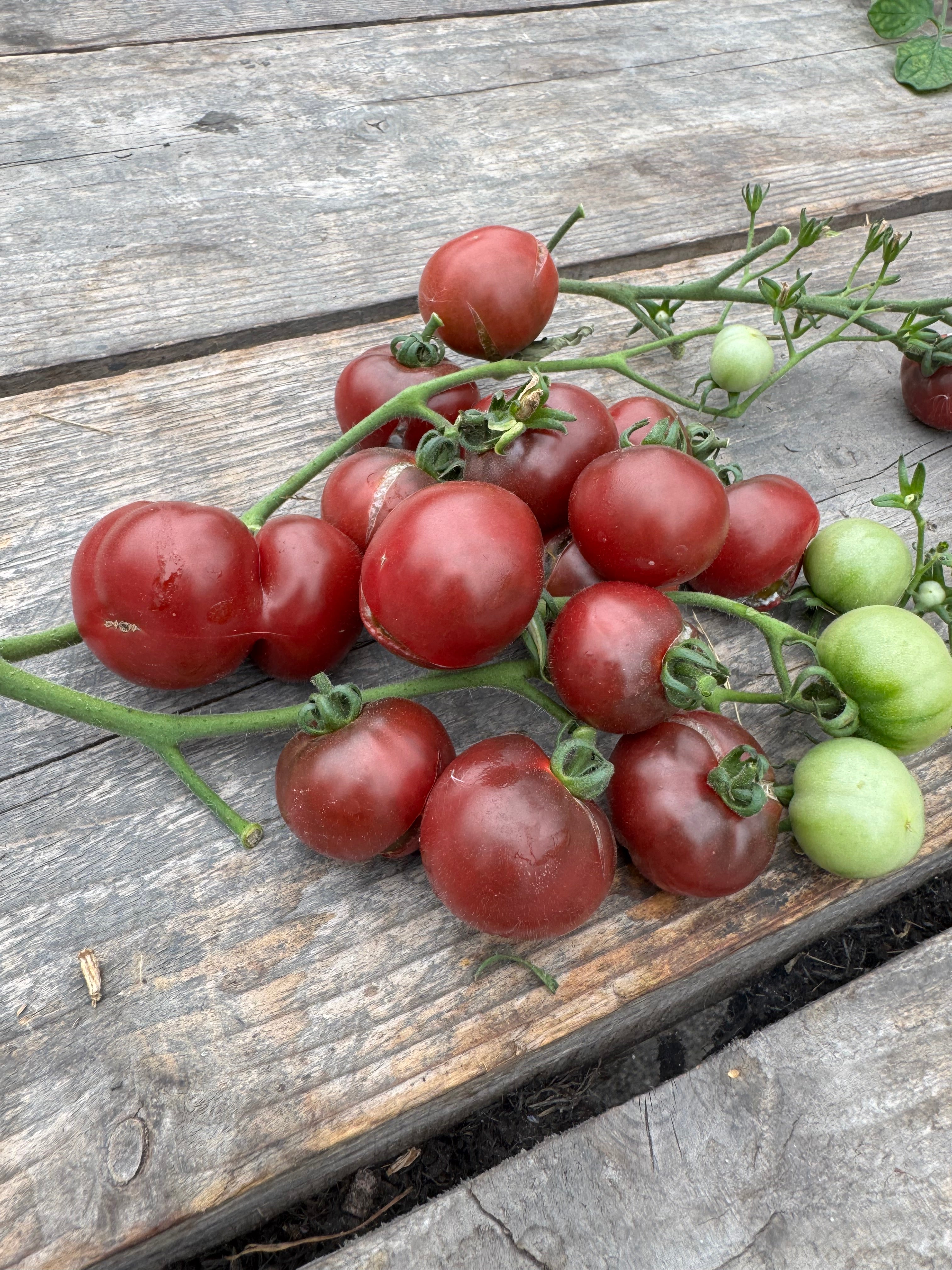 Karma Purple – Camillas Countryliving