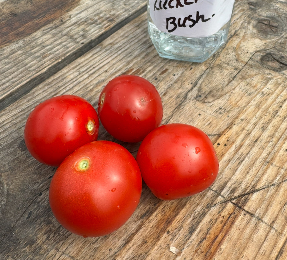 Zucker Bush – Camillas Countryliving