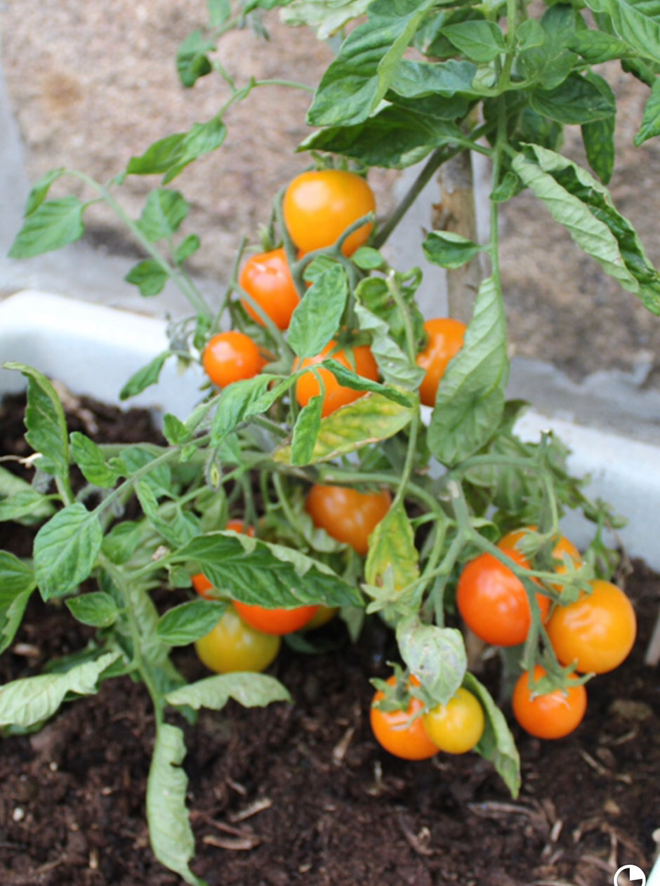 Dwarf and bush – Camillas Countryliving