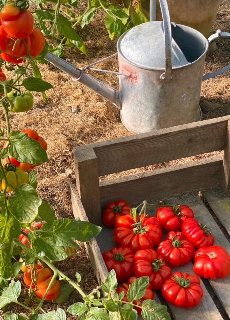 Costoluto Genovese – Camillas Countryliving